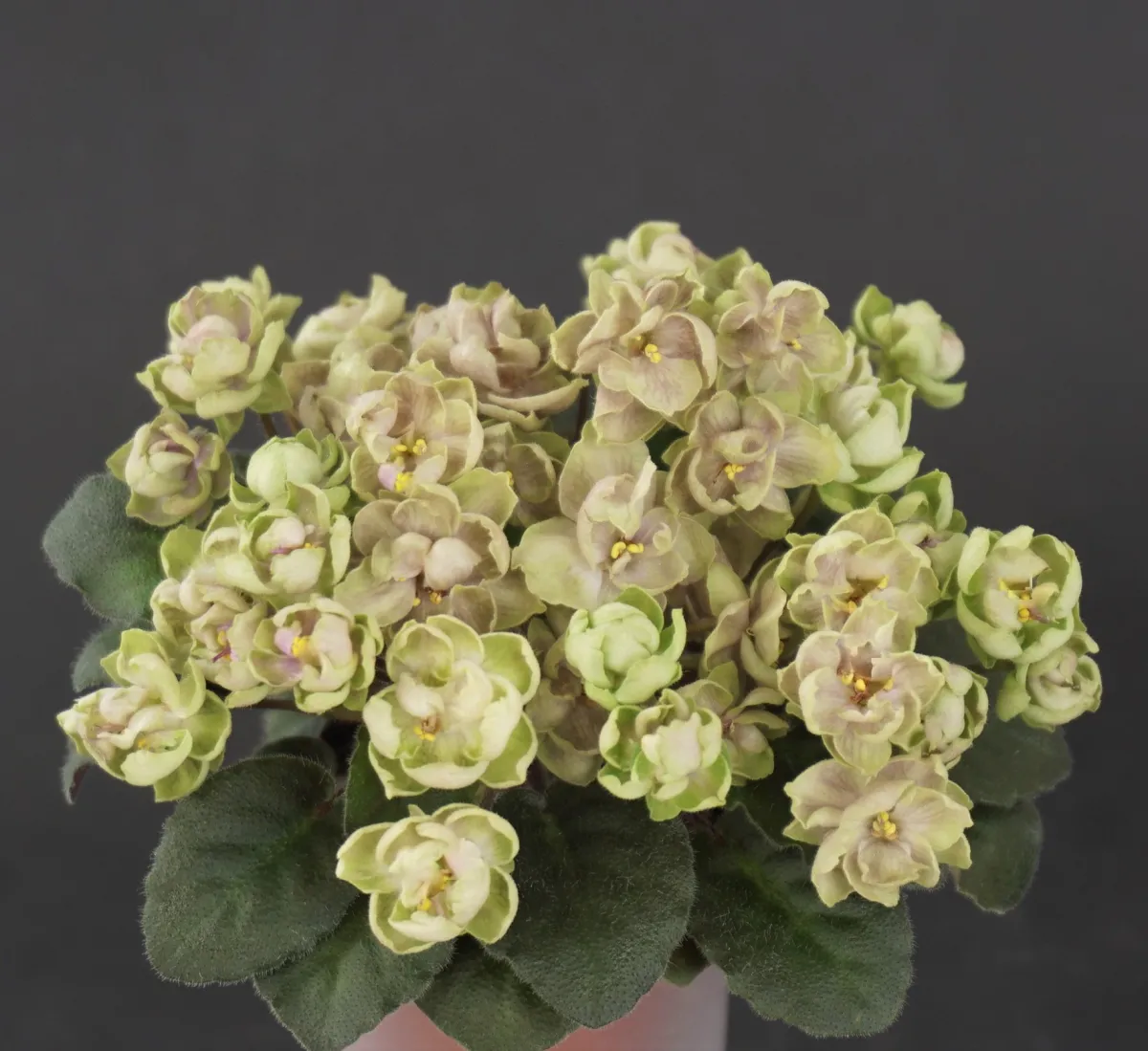 Morgan's Chutney Popcorn (C. Eros) - VioletViol - Home Garden: 1850 ...
