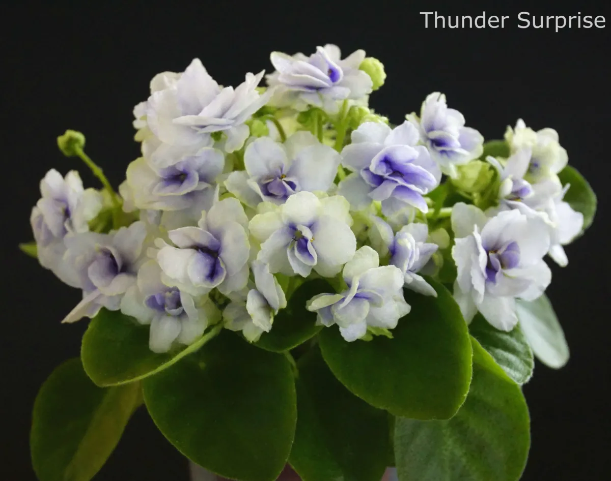 Thunder Surprise (S. Sanders) - VioletViol - Home Garden: 1850+ African ...