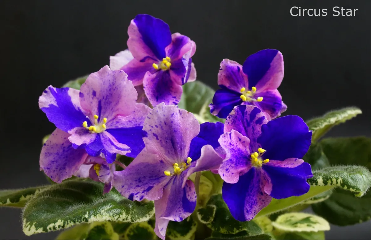 Circus Star (LLG/Sorano) - VioletViol - Home Garden: 1850+ African ...