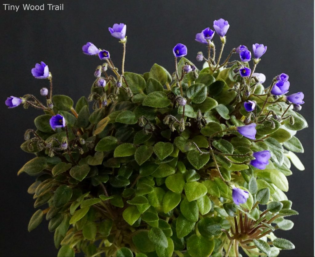 Tiny Wood Trail (L.Ray) - VIOLETVIOL PLANTS COLLECTION