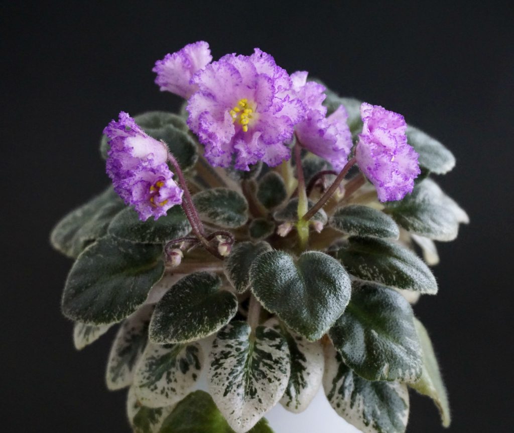 Rowdy Ray (H.Pittman) - VIOLETVIOL PLANTS COLLECTION