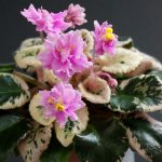 Pink Pizzazz (H.Pittman) – VIOLETVIOL PLANTS COLLECTION