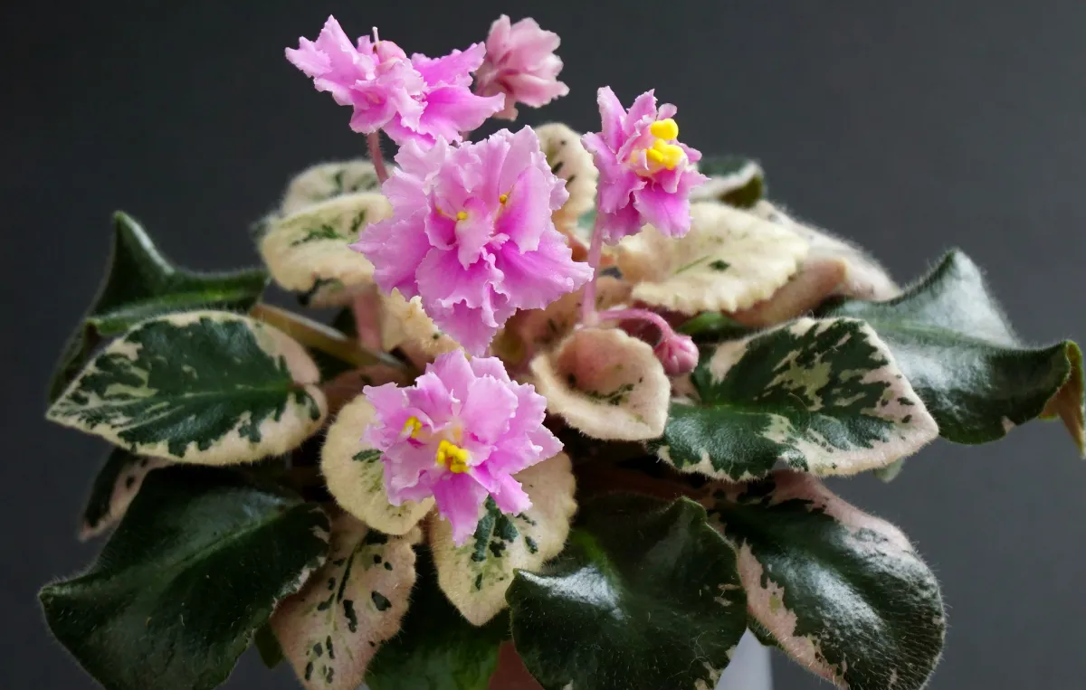 Pink Pizzazz (H.Pittman) - VioletViol - Home Garden: 1850+ African ...