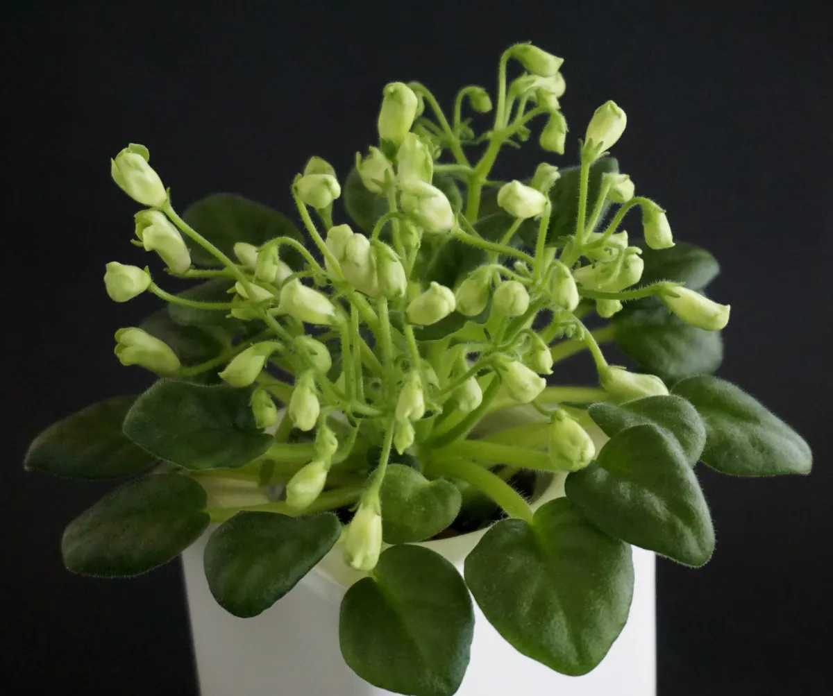 Emerald Bell (O. Barysheva) - VioletViol - Home Garden: 1850+ African ...