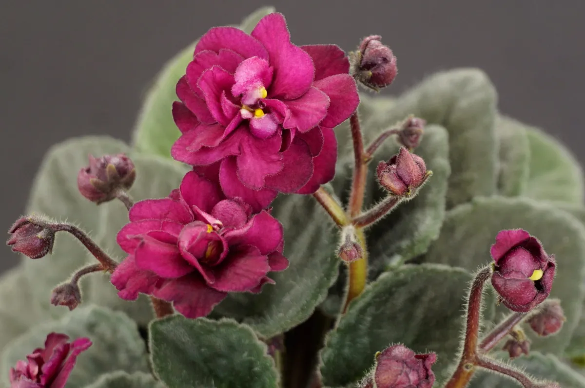 Jolly Texan (H. Pittman) - VioletViol - Home Garden: 1850+ African ...