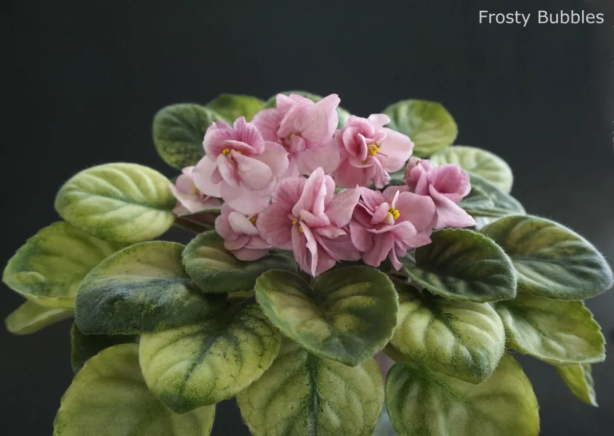 Frosty Bubbles (P.Sorano/LLG) - VioletViol - Home Garden: 1850+ African Violets & Rare Plants
