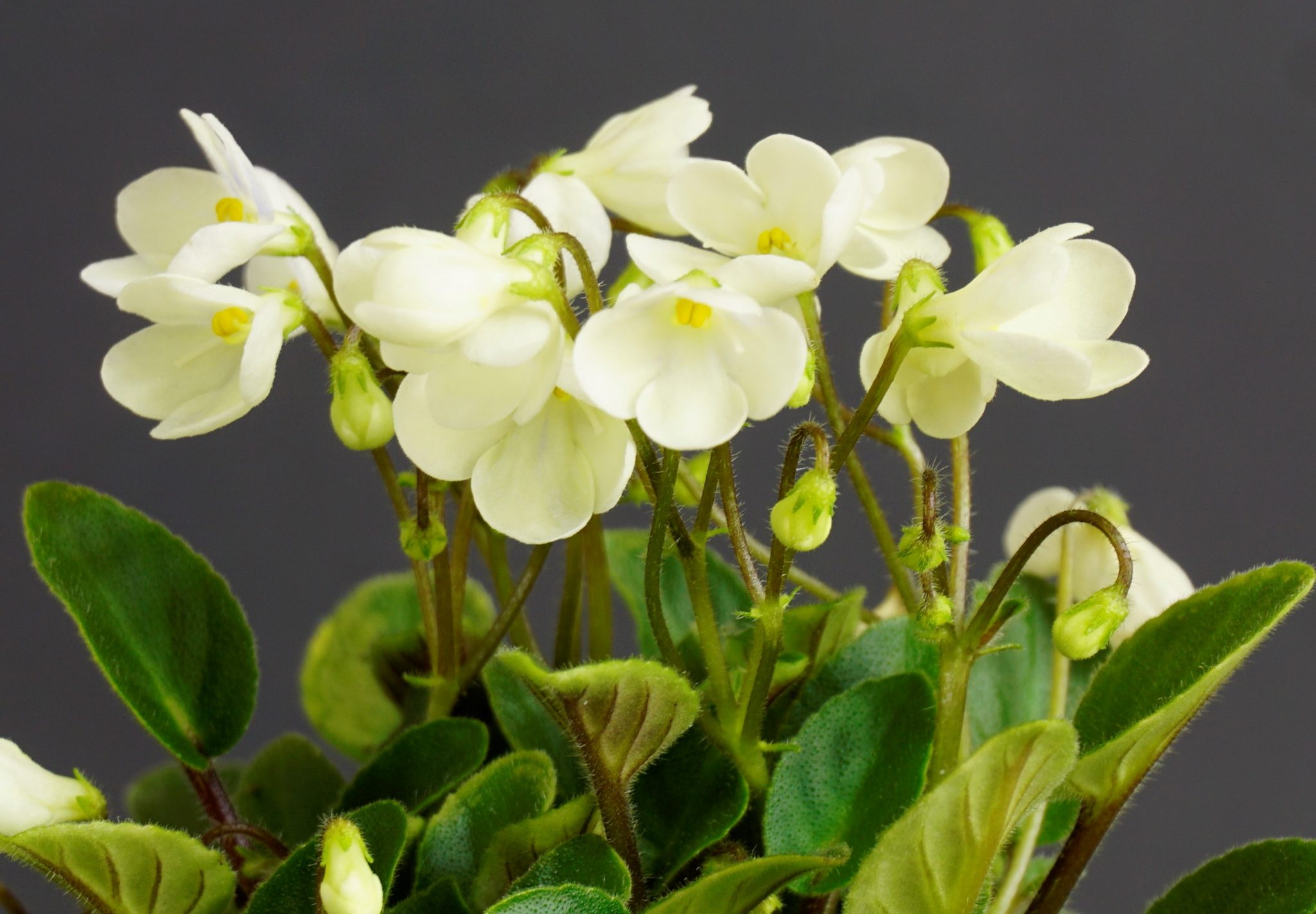 Chantaspring (R. P. Hair) - VIOLETVIOL PLANTS COLLECTION