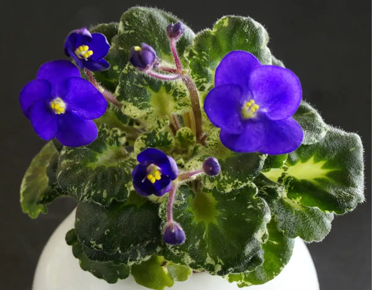 Shirl's Purple Passion (S.Sanders) - VioletViol - Home Garden: 1850 ...