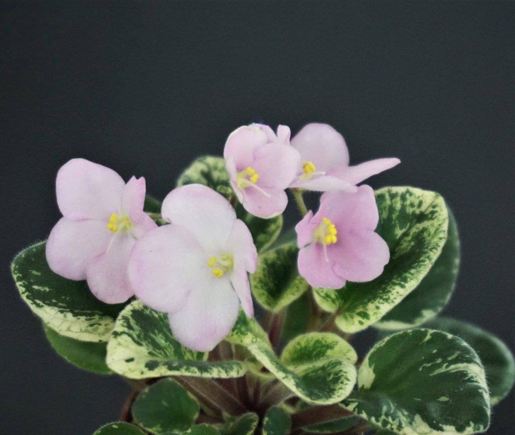 Н-Ангел Мой (Н.Бердникова) - VIOLETVIOL PLANTS COLLECTION