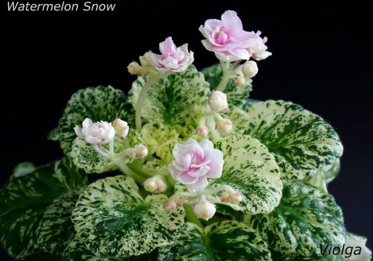 Watermelon Snow (P. Addison) - VioletViol - Home Garden: 1850+ African ...