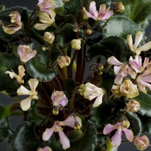 African Violets – Page 12 – VIOLETVIOL PLANTS COLLECTION