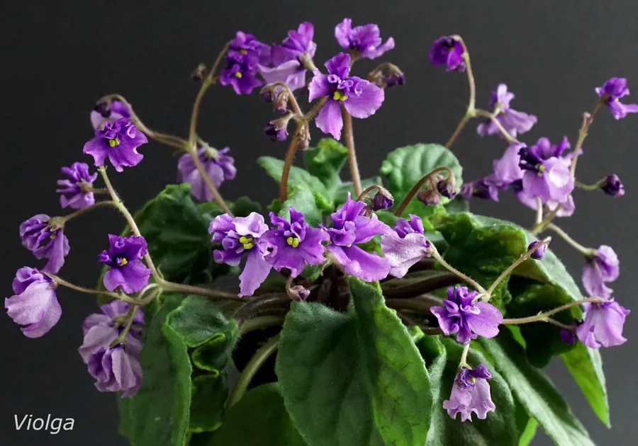 Luverly Wasp (J. Dates) - VioletViol - Home Garden: 1850+ African ...