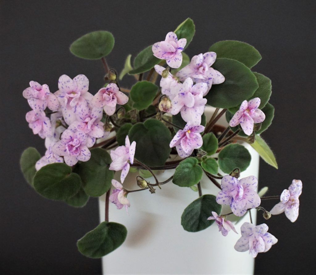 Rob's Boolaroo (R. Robinson) - VioletViol - Home Garden: 1850+ African ...