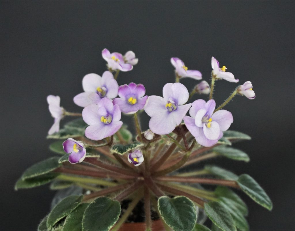 Von's Busy Bea (Y.Lambert) - VIOLETVIOL PLANTS COLLECTION