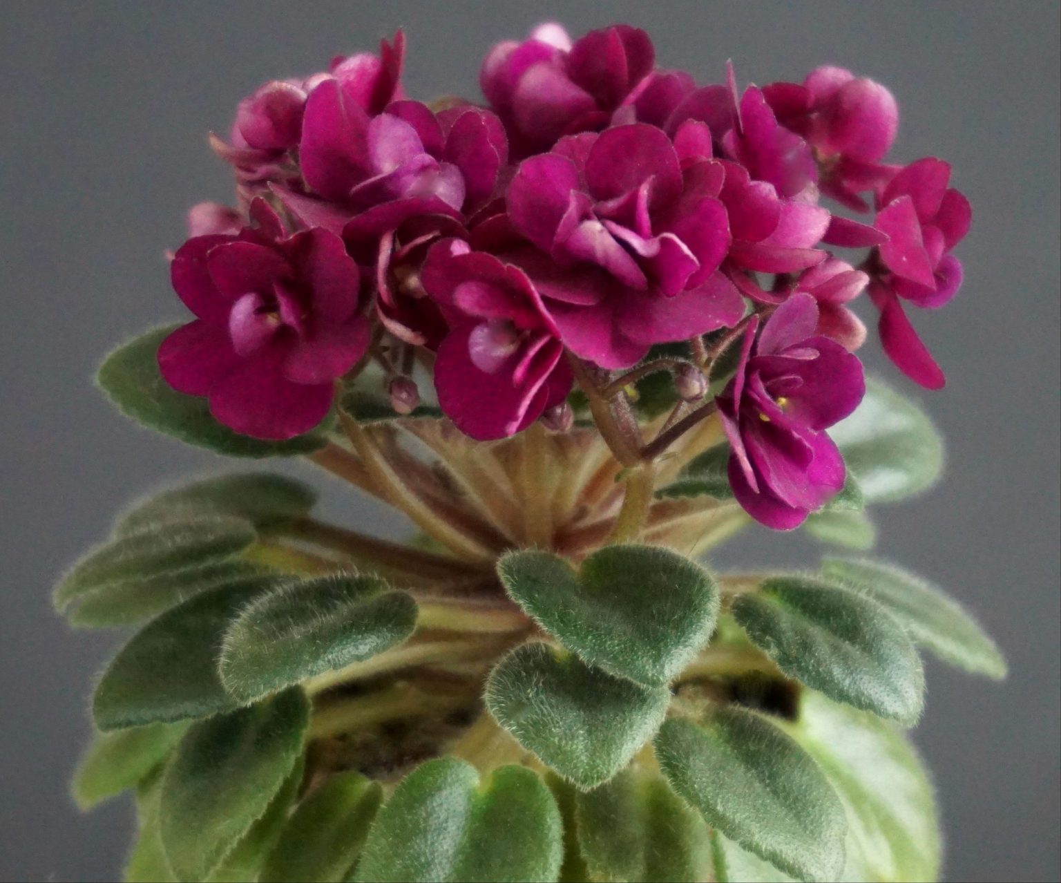 Precious Red (H. Pittman) - VIOLETVIOL PLANTS COLLECTION