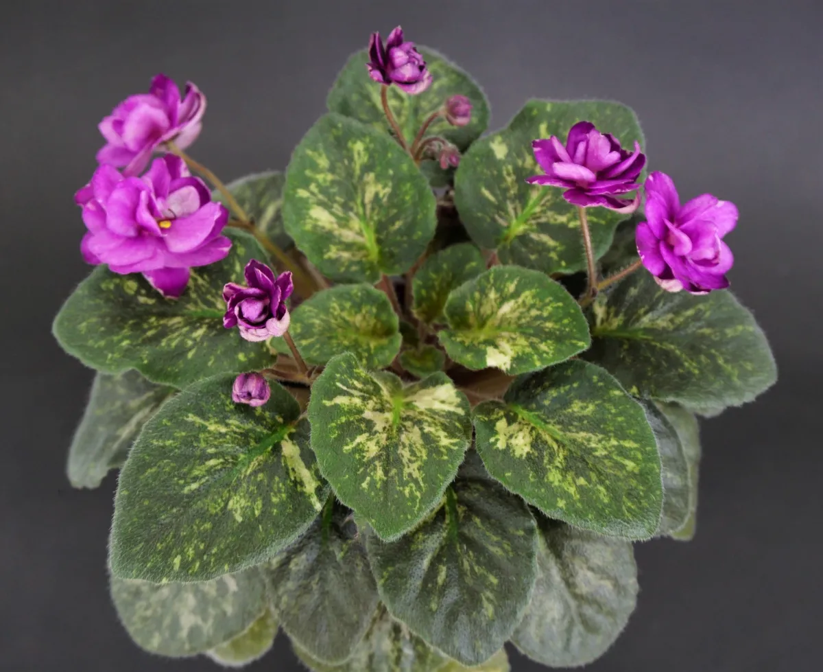Witch Doctor (J. Gehr) - VioletViol - Home Garden: 1850+ African ...