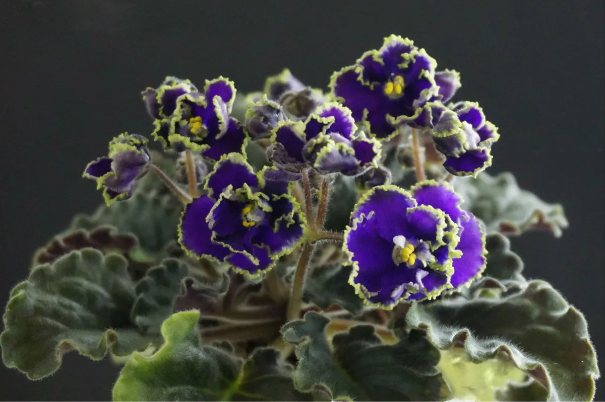 California Victory(LLG) Sport - VioletViol - Home Garden: 1850+ African ...