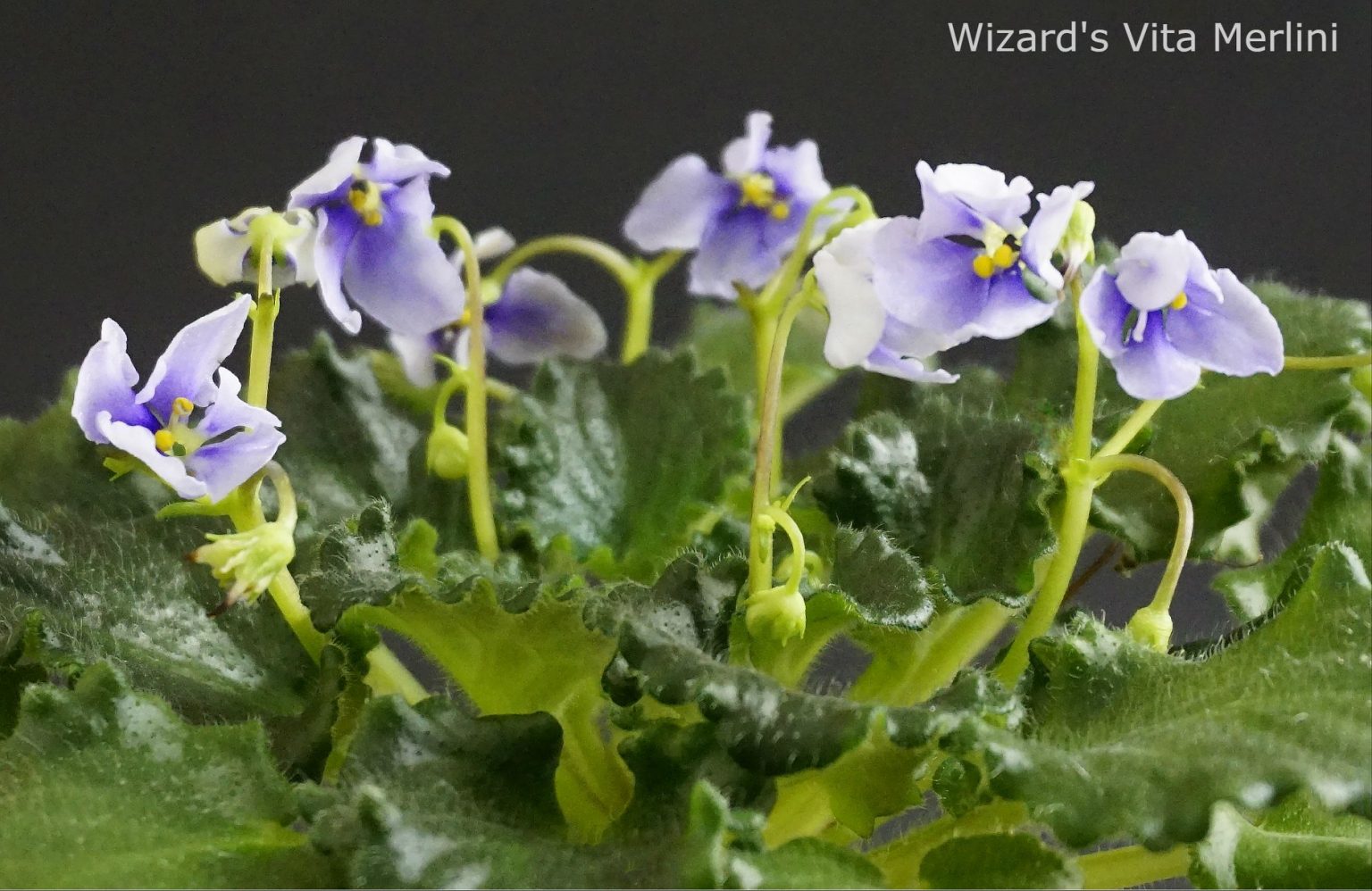 Wizard's Vita Merlini (S.Jones) - VIOLETVIOL PLANTS COLLECTION