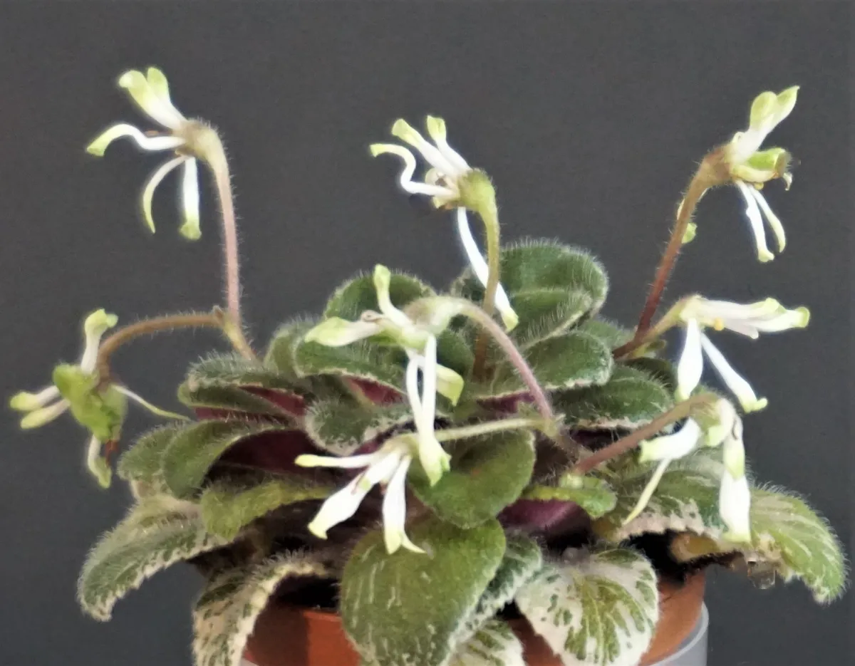 Senk's Vespa Verde green (R.Follett/D.Senk) - VioletViol - Home Garden ...