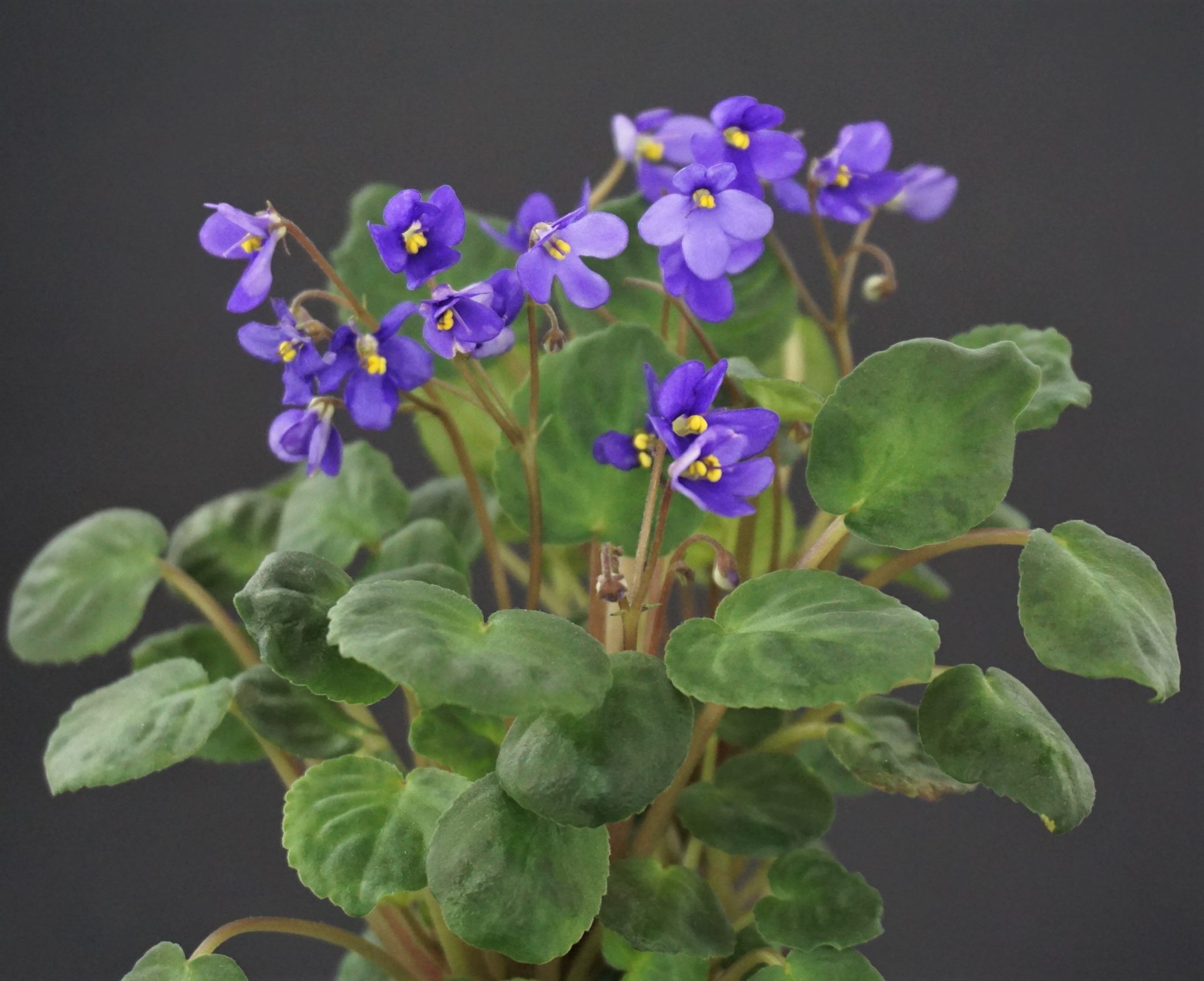 Saintpaulia brevipilosa - VioletViol - Home Garden: 1850+ African ...