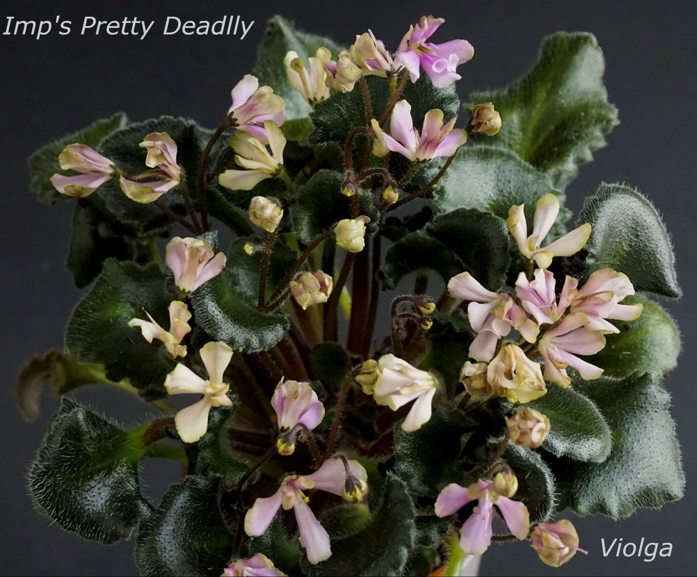 Imp's Pretty Deadly (J.Jackson) - VioletViol - Home Garden: 1850 ...