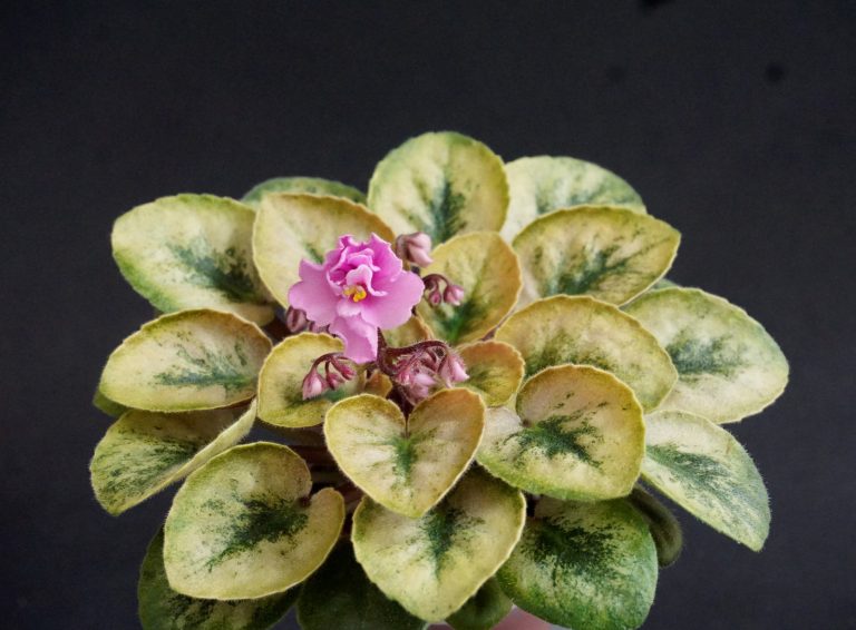 Imp's Angel Wings (J.Jackson) - VioletViol - Home Garden: 1850+ African ...