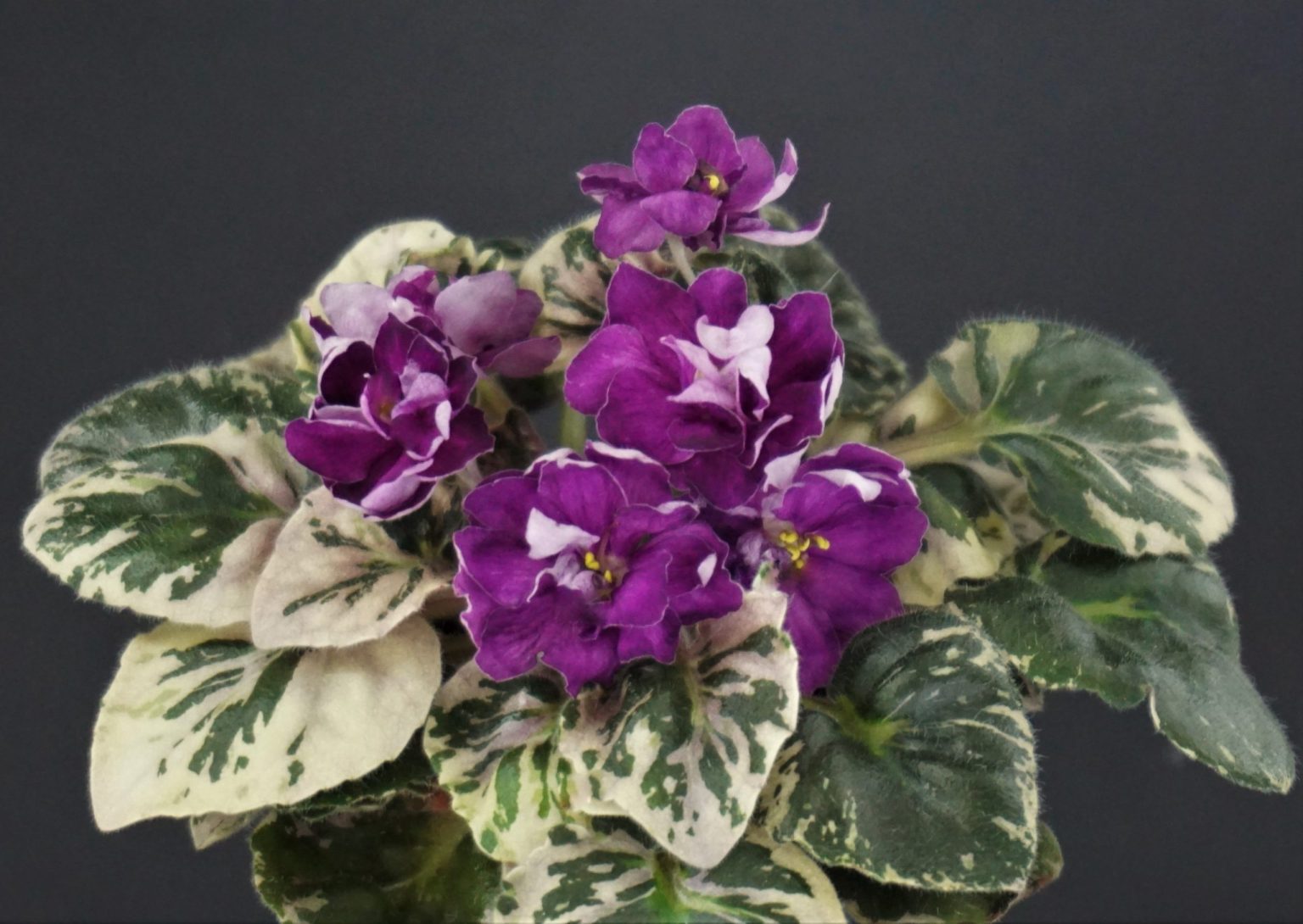 Morgan's Elvin Earl (C.Eros) - VioletViol - Home Garden: 1850+ African ...