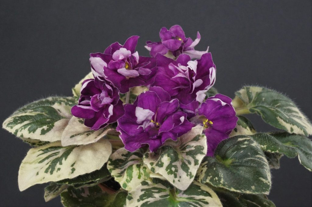 Morgan's Elvin Earl (C.Eros) - VioletViol - Home Garden: 1850+ African ...
