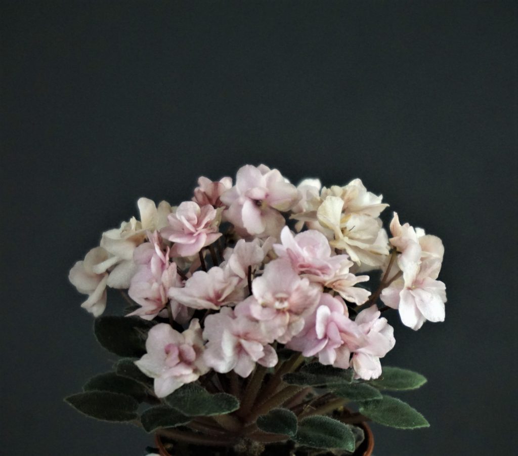 Morgan's Maeve`s Blush (C.Eros) - VioletViol - Home Garden: 1850 ...