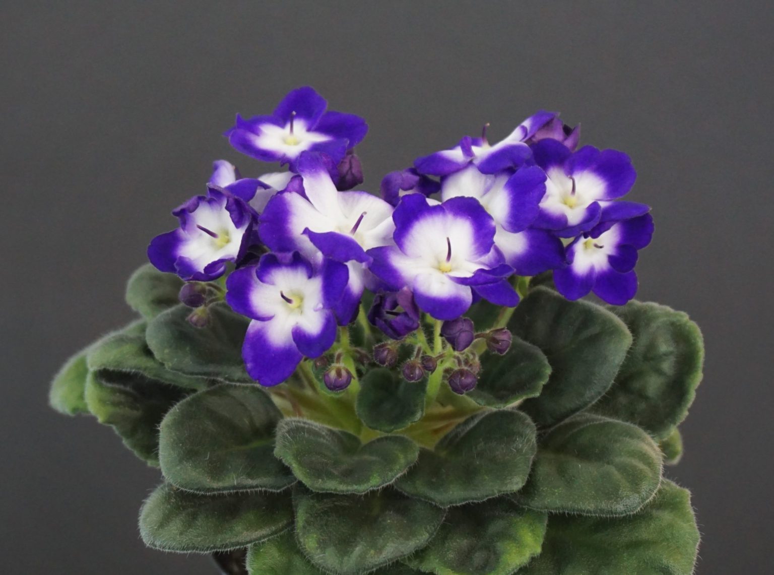 Optimara Looxo Georgeous (R.Holtkamp) - VioletViol - Home Garden: 1850 ...