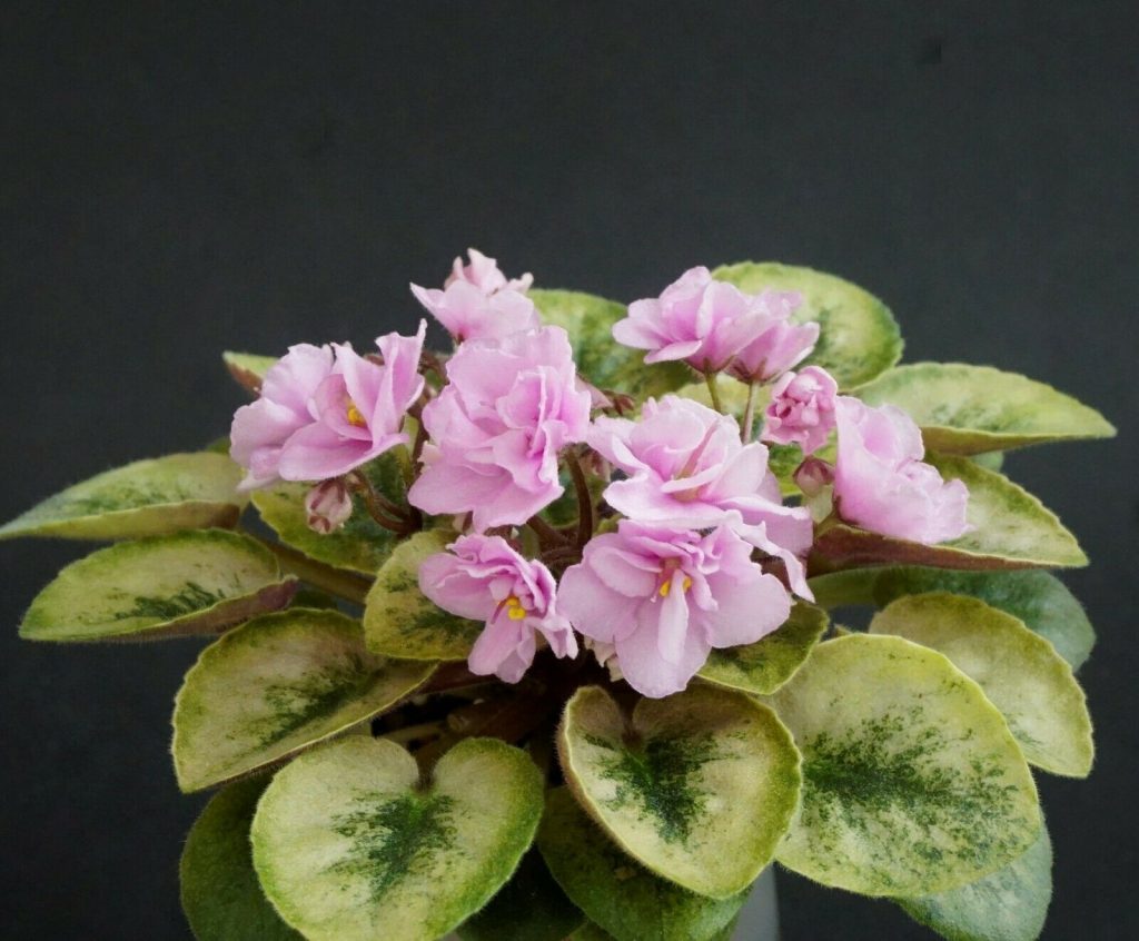 Imp's Angel Wings (J.Jackson) - VioletViol - Home Garden: 1850+ African ...