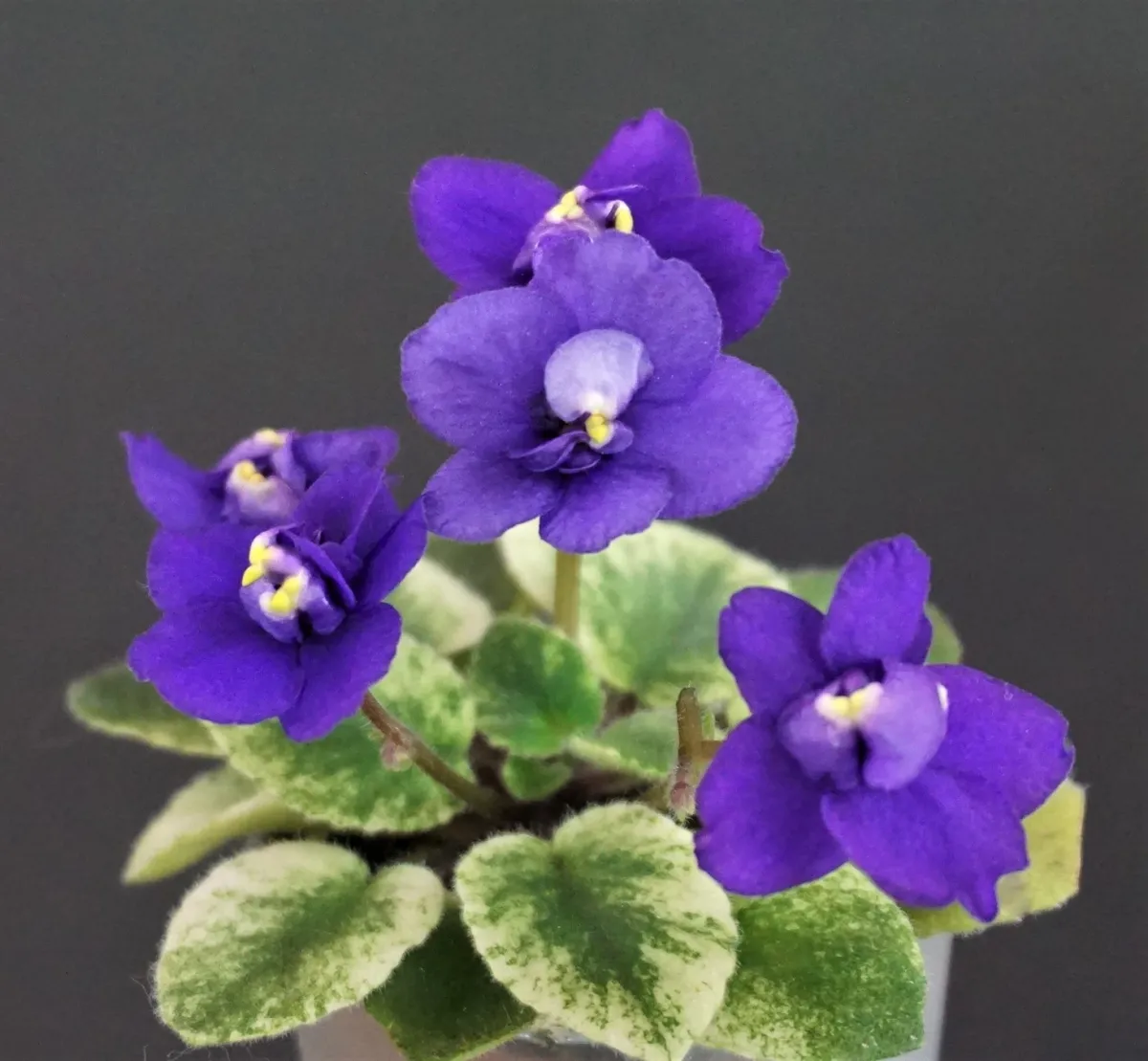 Jolly Cupid (H. Pittman) - VioletViol - Home Garden: 1850+ African ...