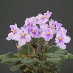 African Violets - Page 16 of 69 - VIOLETVIOL PLANTS COLLECTION