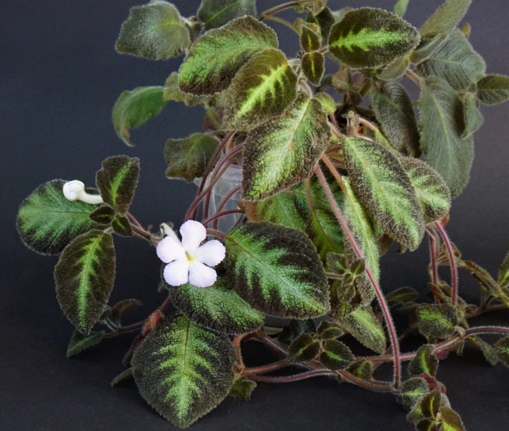 Episcia lilacina Blue Nile - VIOLETVIOL PLANTS COLLECTION