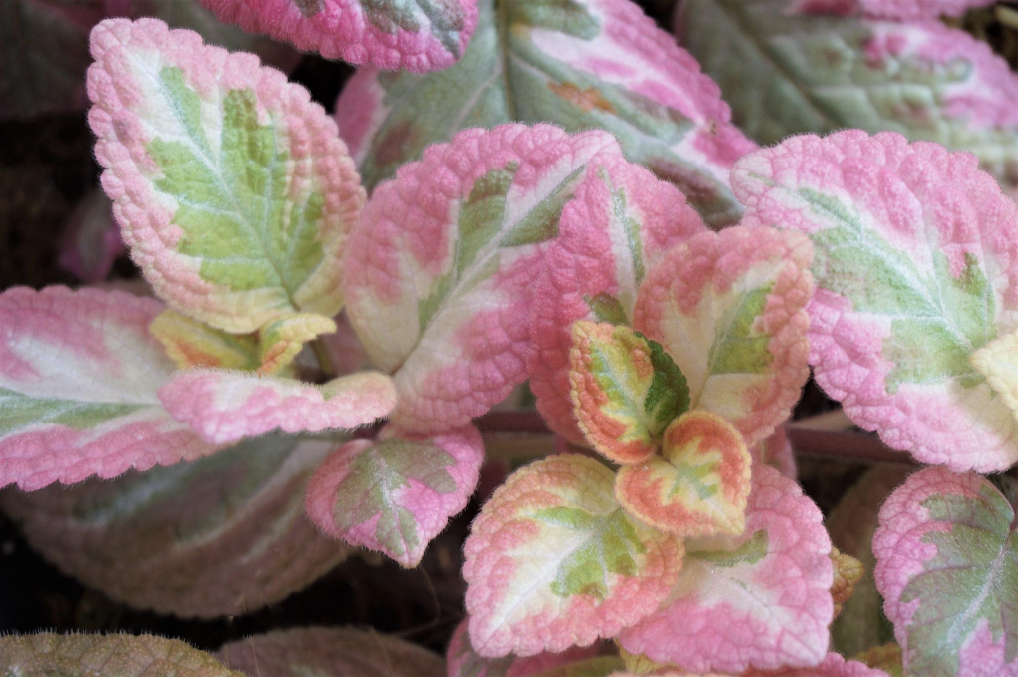 Pink Brocade - VIOLETVIOL PLANTS COLLECTION