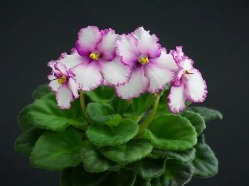Ultra Violet Saturn (Green Circle/N.Blansit) - VioletViol - Home Garden ...