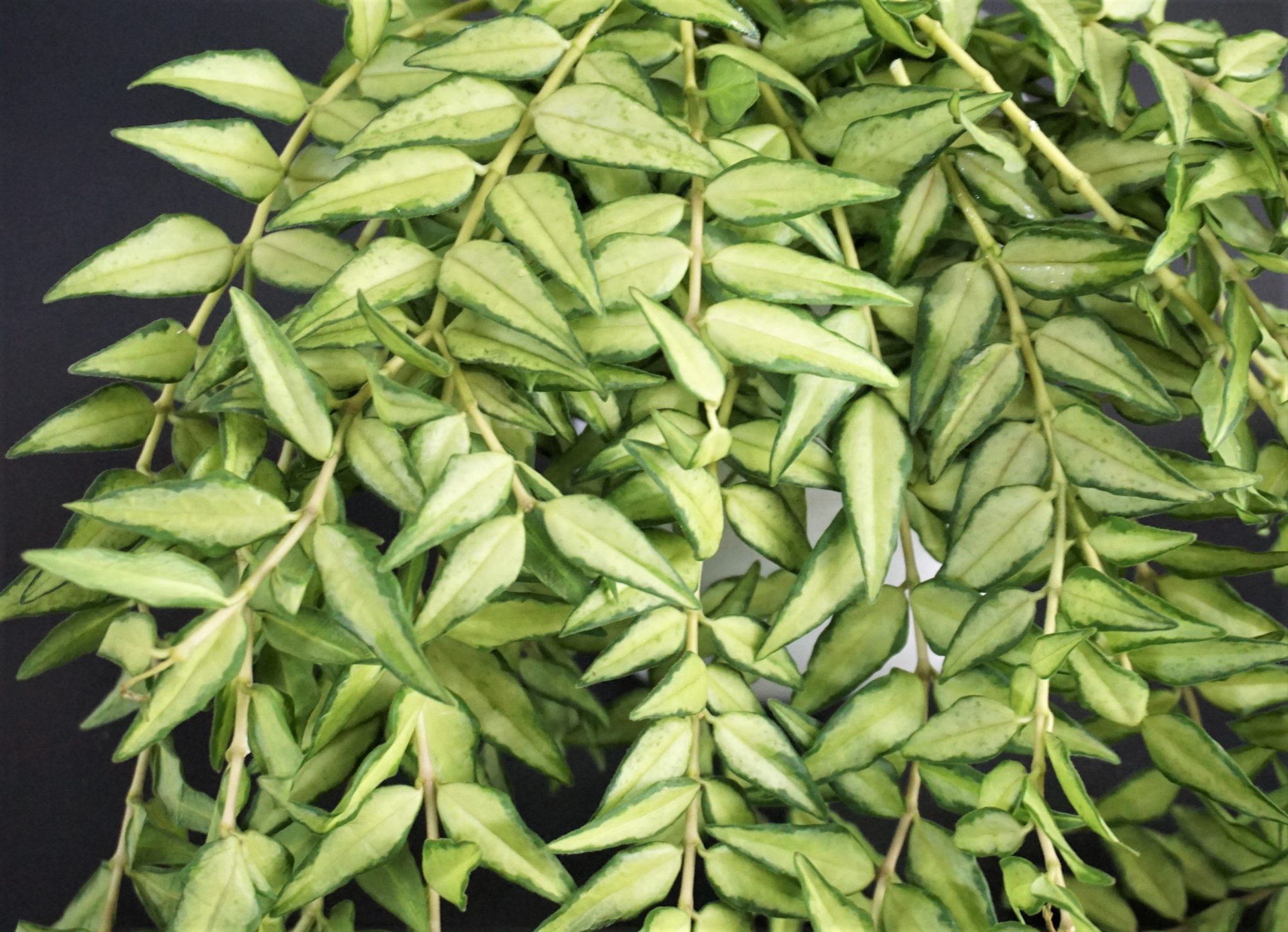 Hoya bella Luis Bois - VIOLETVIOL PLANTS COLLECTION