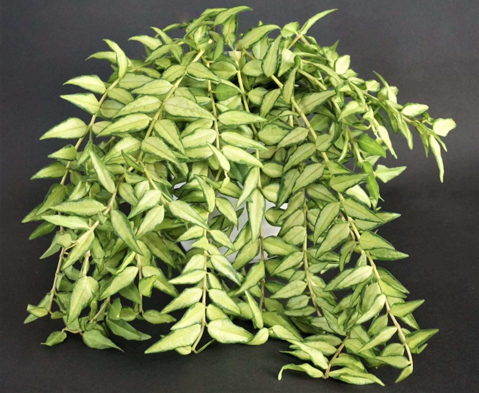 Hoya bella Luis Bois - VioletViol - Home Garden: 1850+ African Violets ...