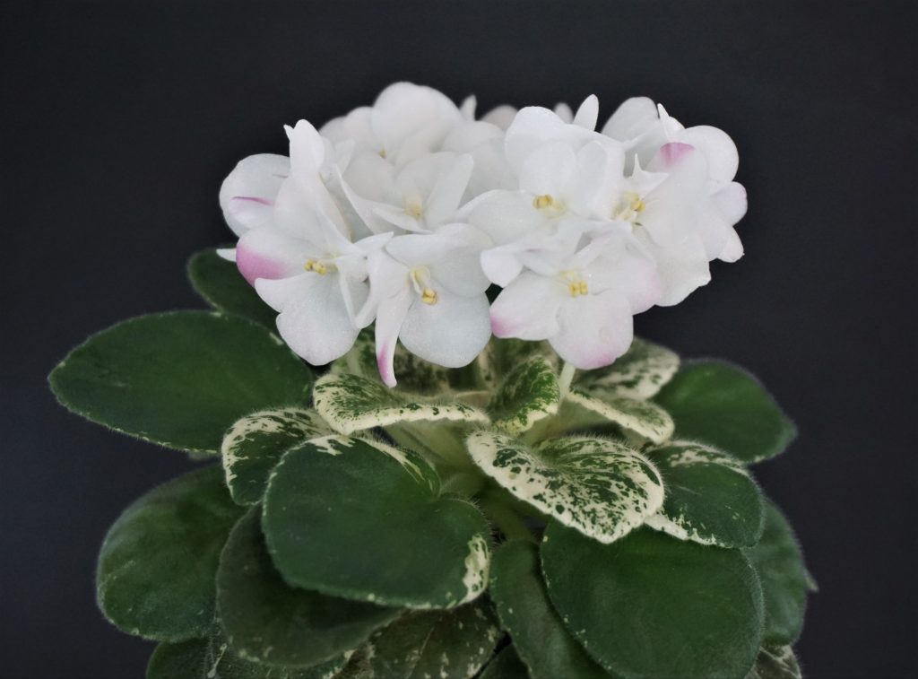 ЕЛ-Мама Леночка (Л. Еременко) - VIOLETVIOL PLANTS COLLECTION