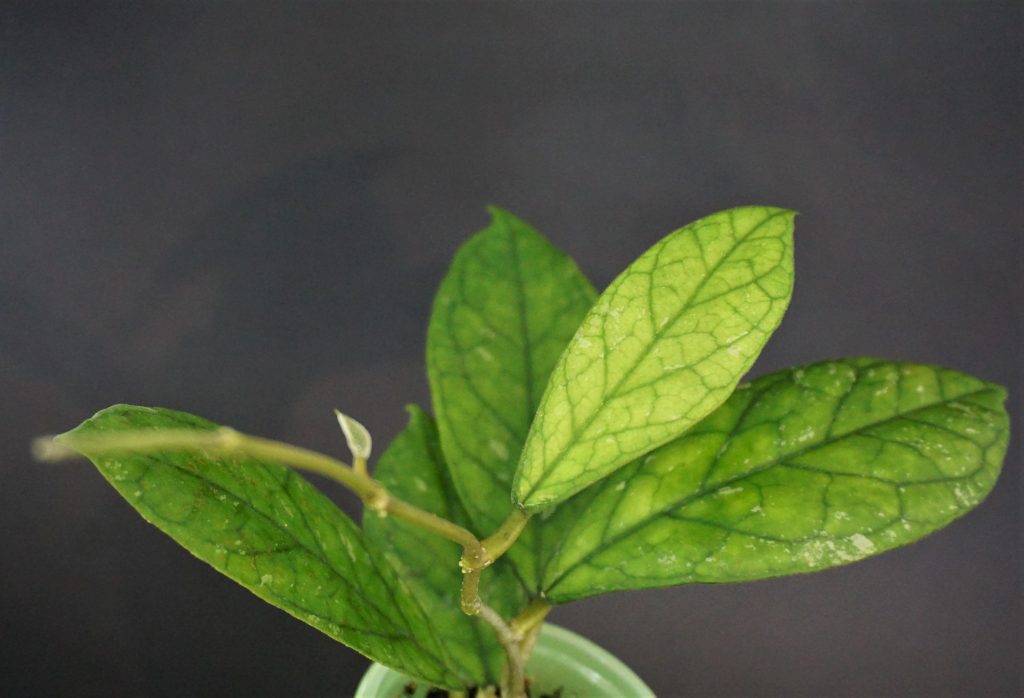 Hoya sp. Irina (EPC-964) - VIOLETVIOL PLANTS COLLECTION