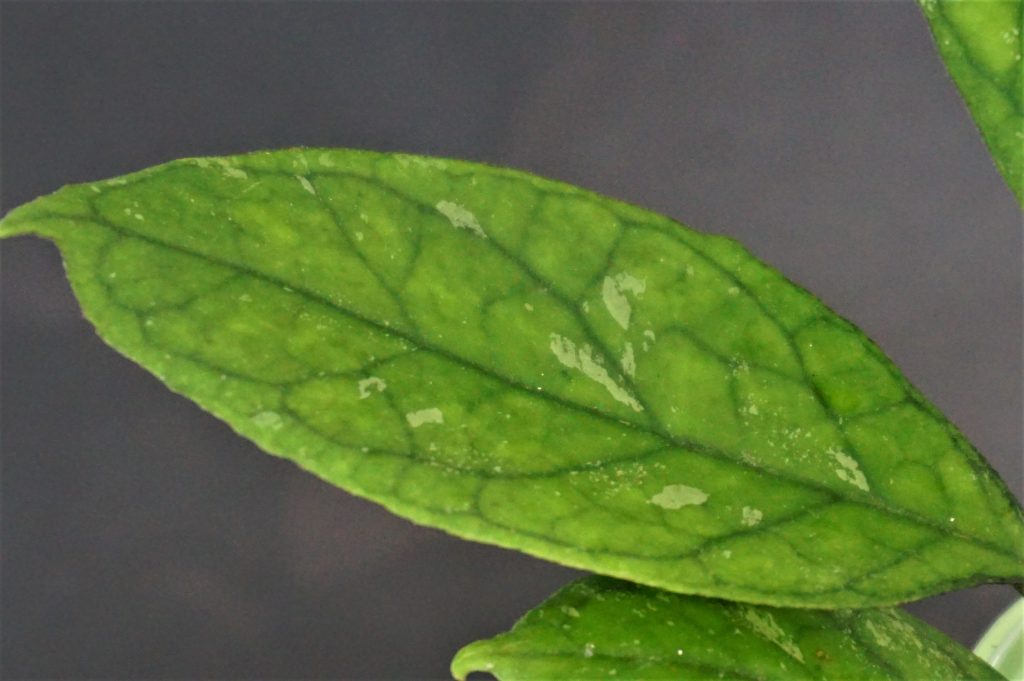Hoya sp. Irina (EPC-964) - VIOLETVIOL PLANTS COLLECTION