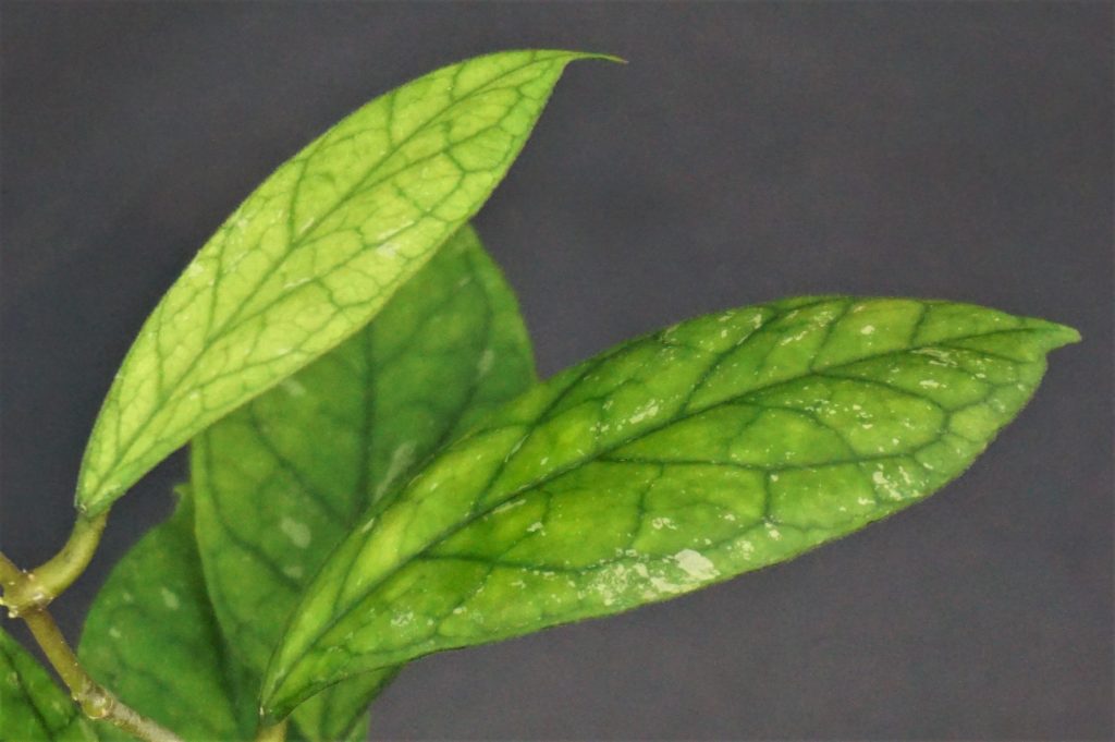 Hoya sp. Irina (EPC-964) - VIOLETVIOL PLANTS COLLECTION