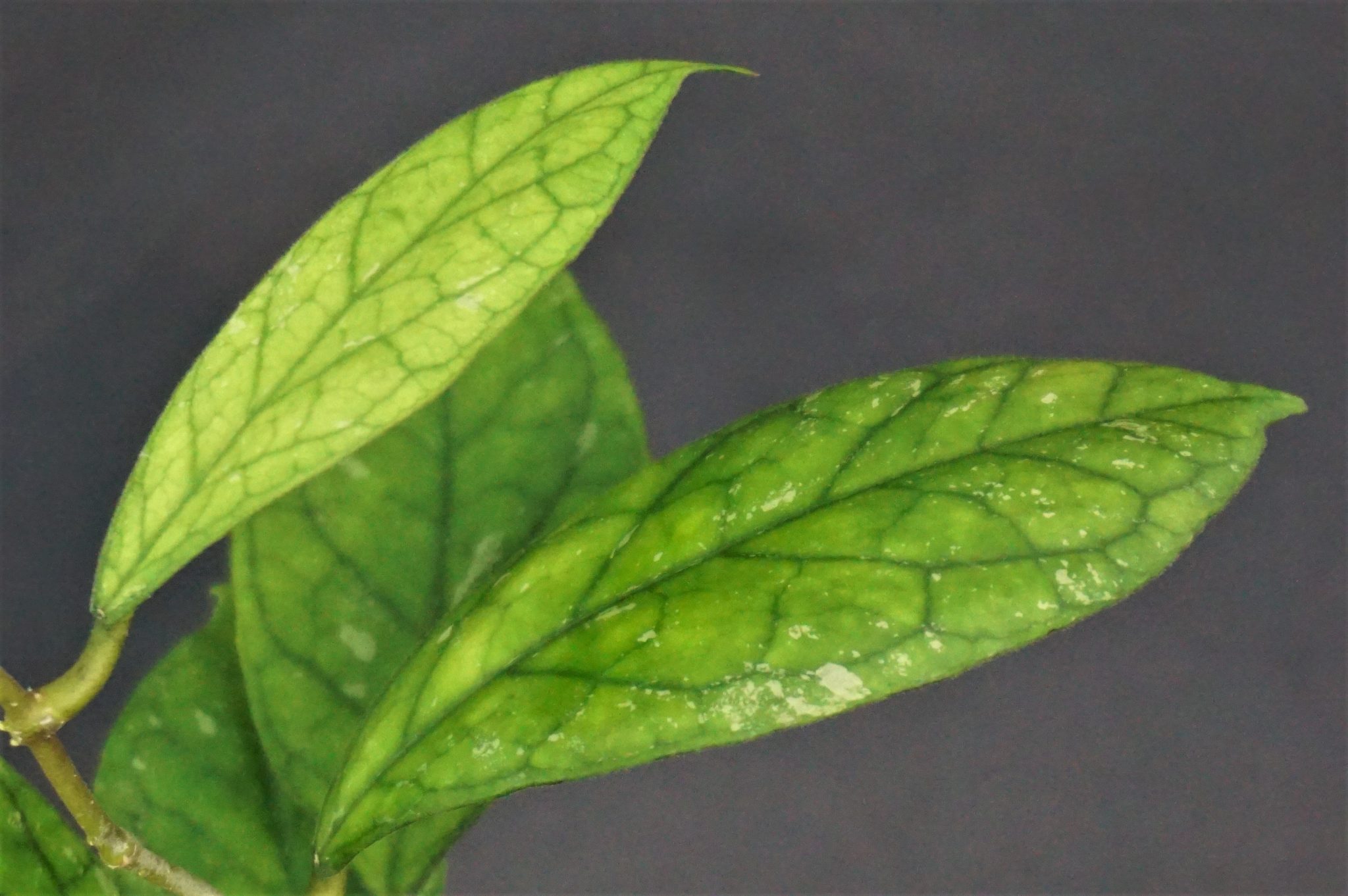 Hoya sp. Irina (EPC-964) - VIOLETVIOL PLANTS COLLECTION