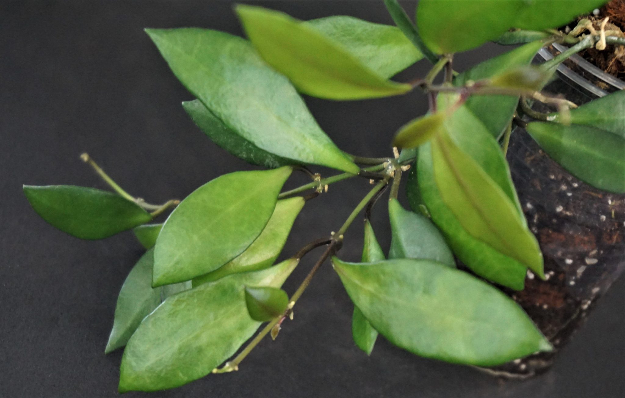 Hoya Noona (pink flowers) - VIOLETVIOL PLANTS COLLECTION