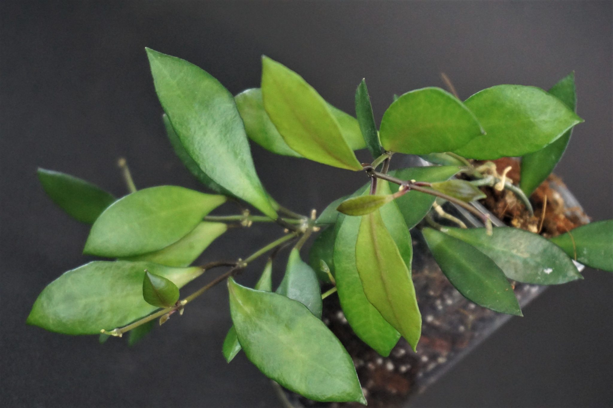 Hoya Noona (pink flowers) - VIOLETVIOL PLANTS COLLECTION