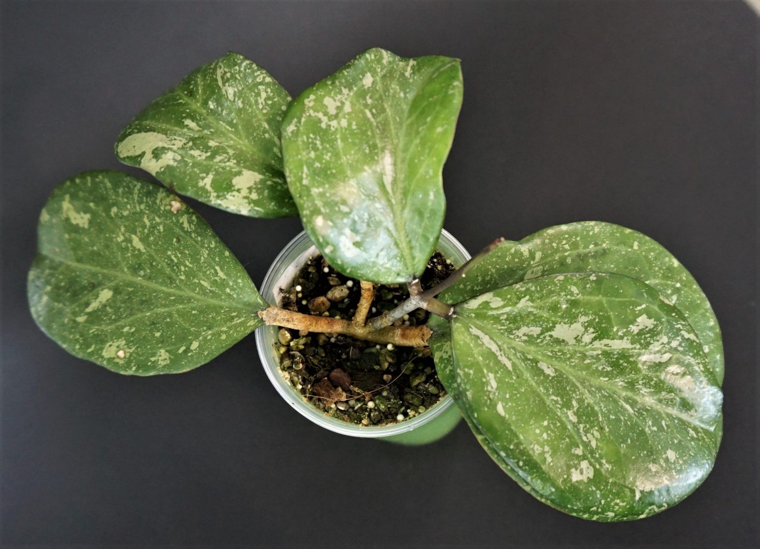Hoya Michele MB1255 - VioletViol - Home Garden: 1850+ African Violets ...