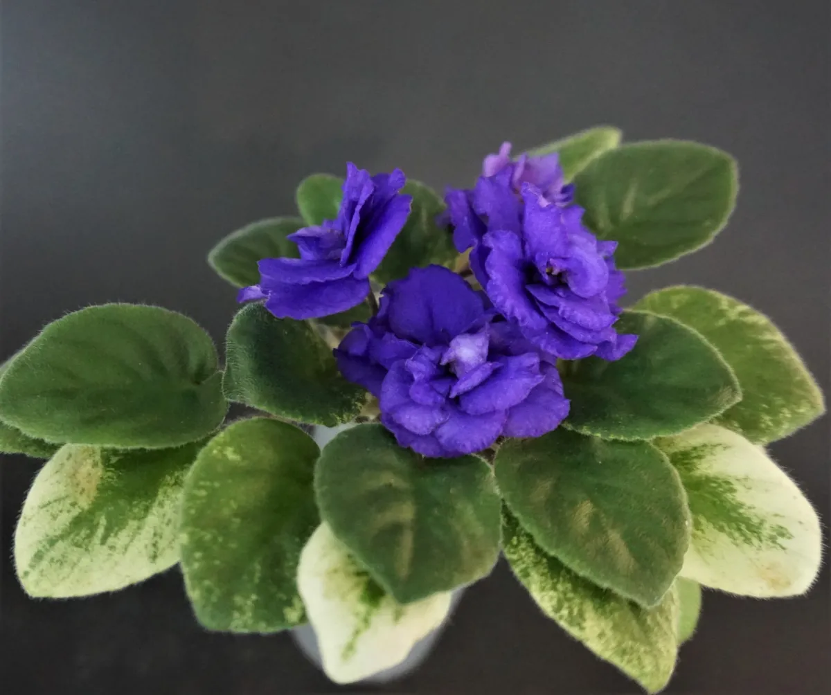 ЛЕ-Константин (Е.Лебецкая) - VioletViol - Home Garden: 1850+ African ...