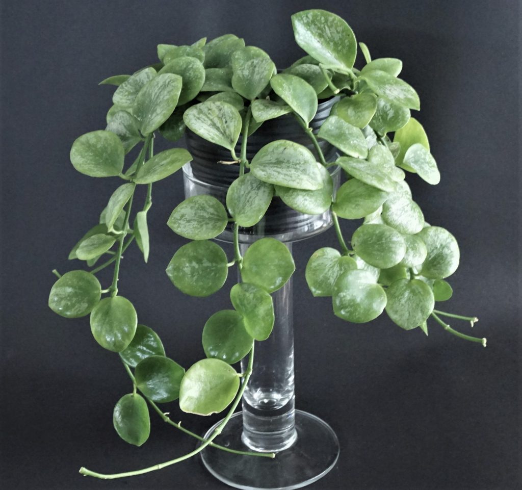 Hoya biakensis splash - VIOLETVIOL PLANTS COLLECTION