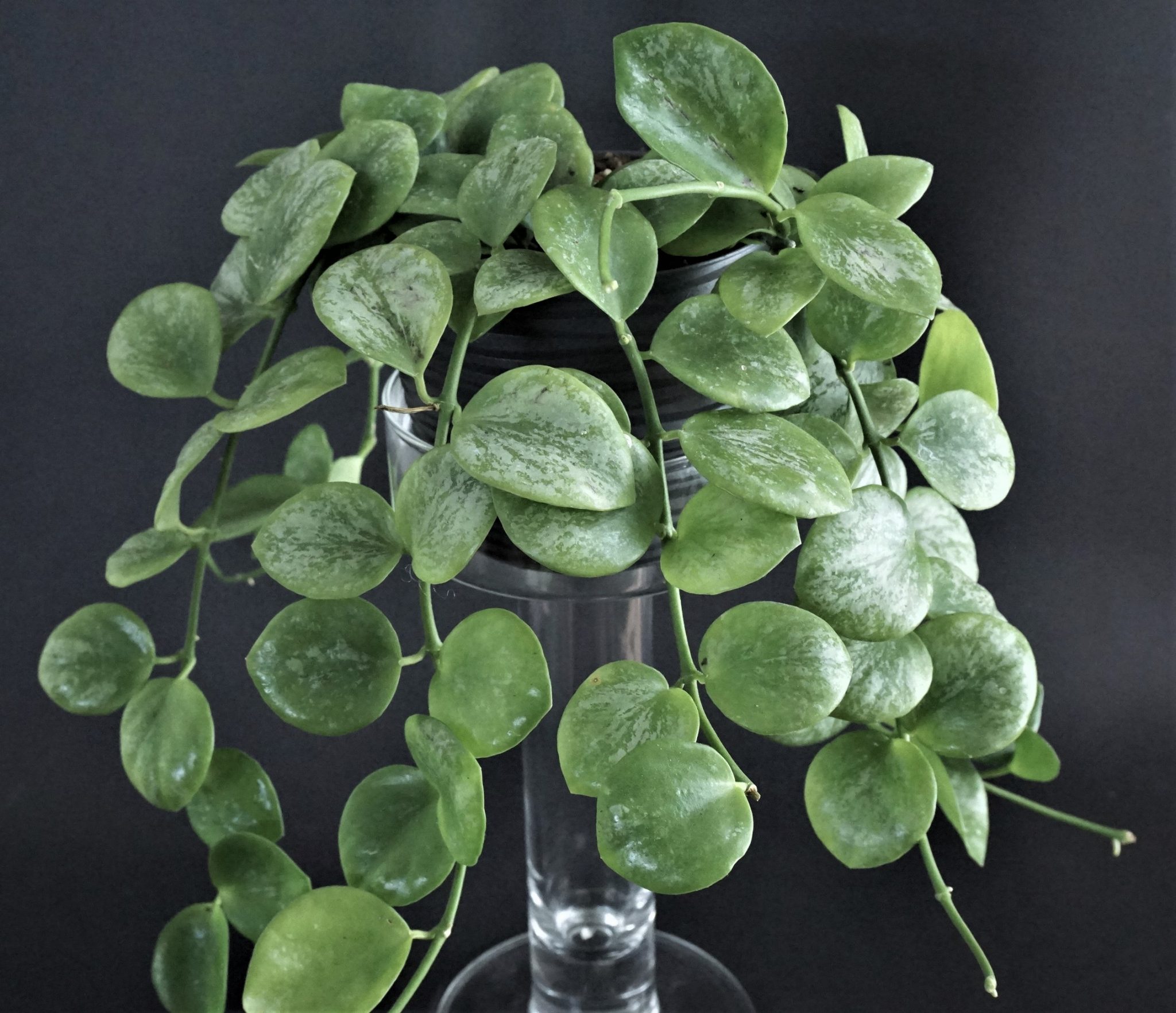 Hoya biakensis splash - VIOLETVIOL PLANTS COLLECTION