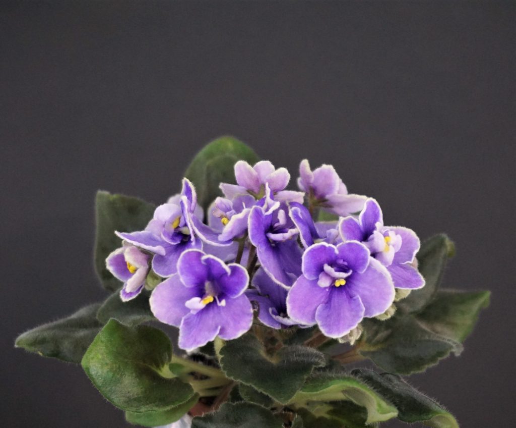 Mini Minx (L.Egenites) - VIOLETVIOL PLANTS COLLECTION